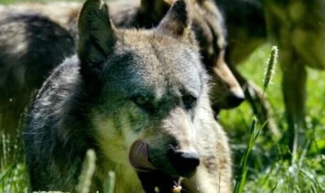 “Nu har tyskerne fået nok: den nye regering vil tillade jagt på ulve – herhjemme vil tre partier ...